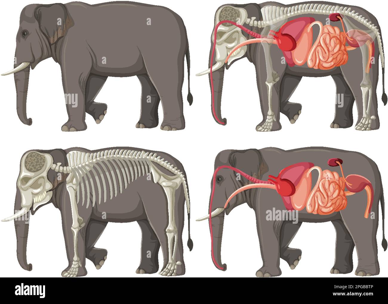 Internal Organs Anatomy of an Elephant illustration Stock Vector Image ...