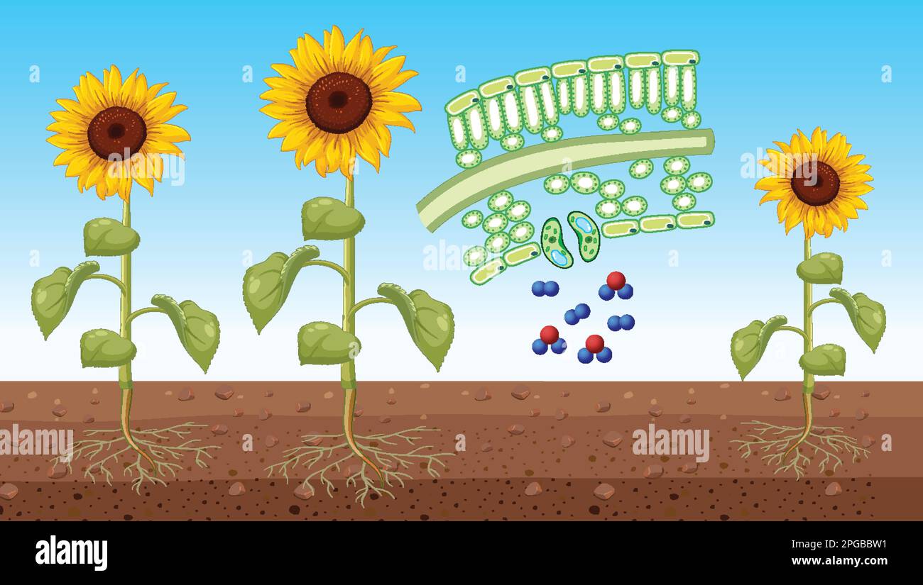 Sunflower showing leaf cell illustration Stock Vector Image & Art - Alamy