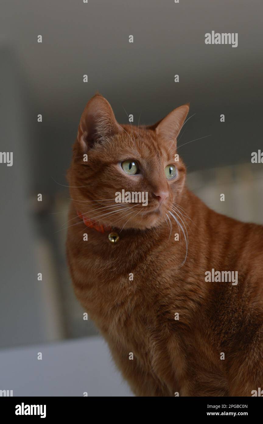 macro portraits of my cat wrangler Stock Photo - Alamy