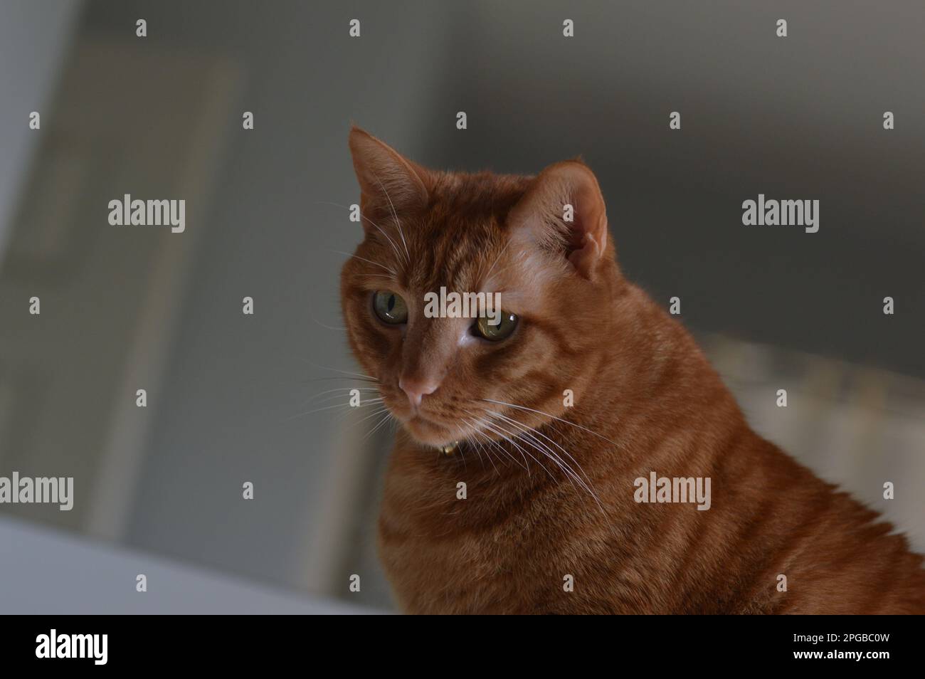 macro portraits of my cat wrangler Stock Photo - Alamy
