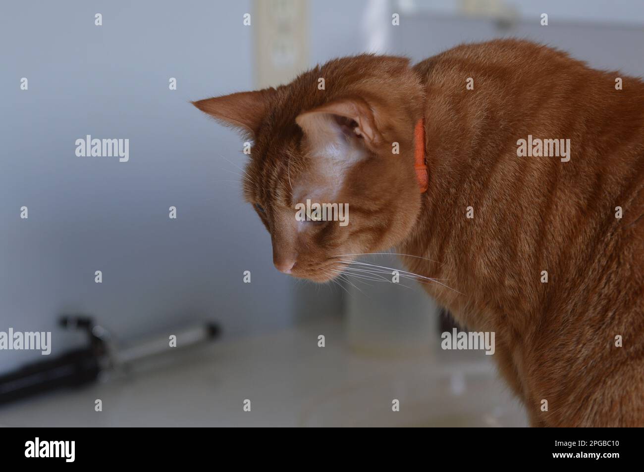 macro portraits of my cat wrangler Stock Photo - Alamy