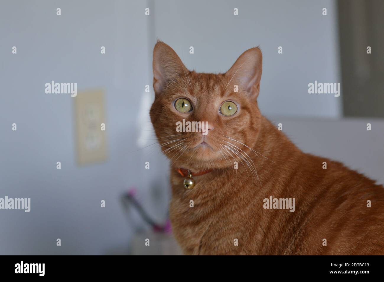 macro portraits of my cat wrangler Stock Photo - Alamy