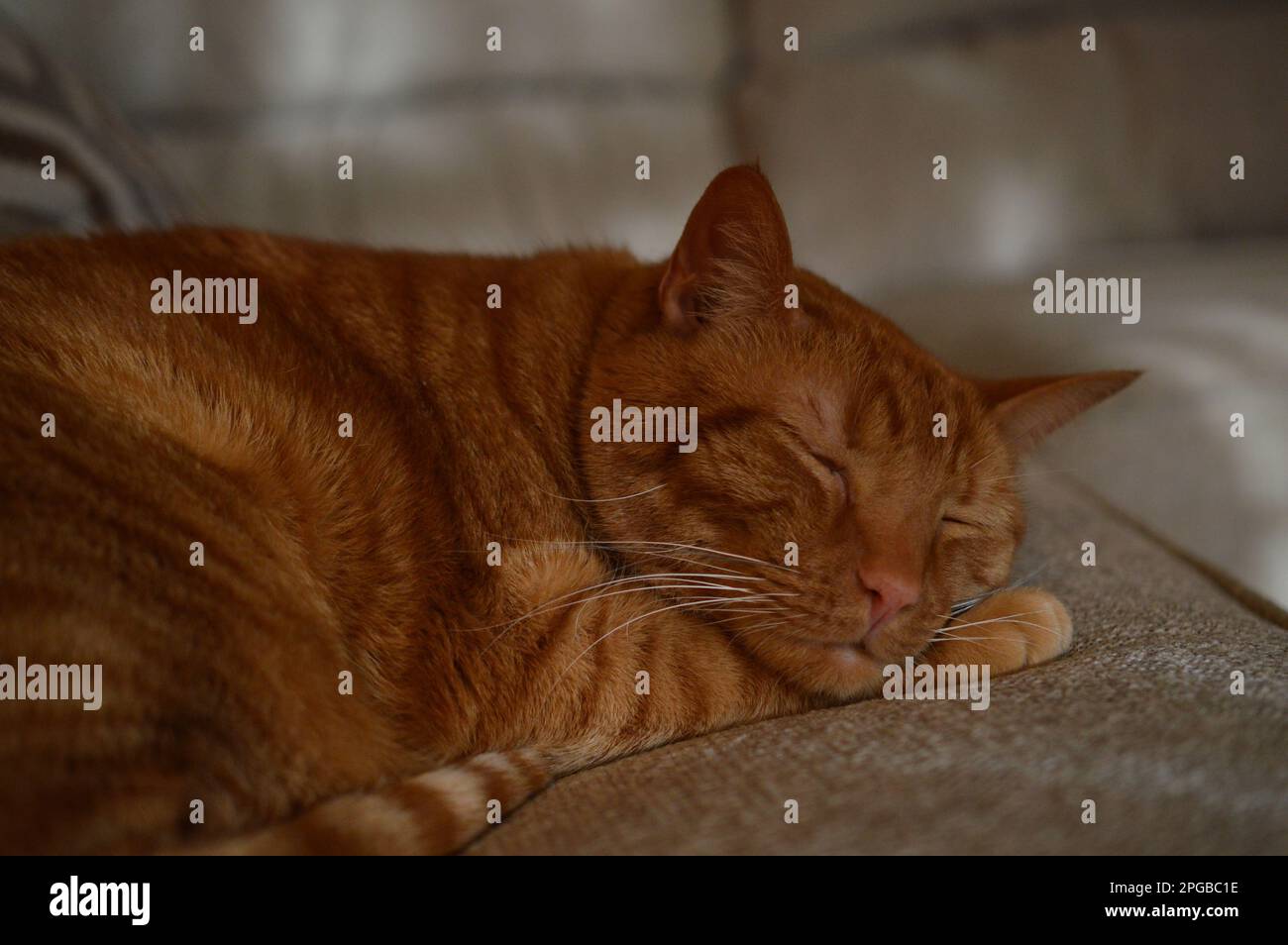 macro portraits of my cat wrangler Stock Photo - Alamy