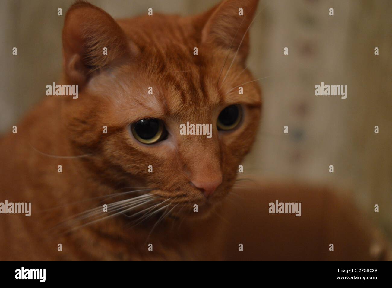 macro portraits of my cat wrangler Stock Photo - Alamy