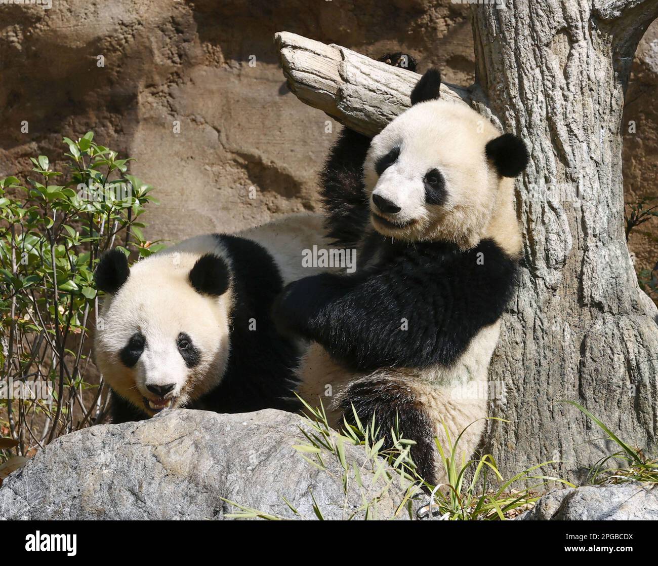 Tokyo, Japan, March 22, 2023. Twin giant panda cubs Xiao Xiao (R) and Lei Lei, who are learning ...