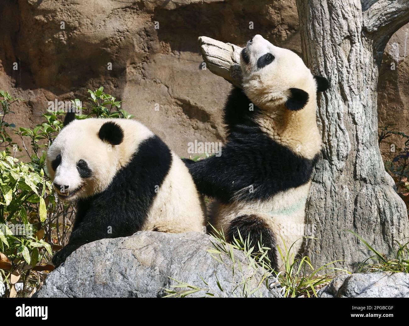 Tokyo, Japan, March 22, 2023. Twin giant panda cubs Xiao Xiao (R) and Lei Lei, who are learning ...