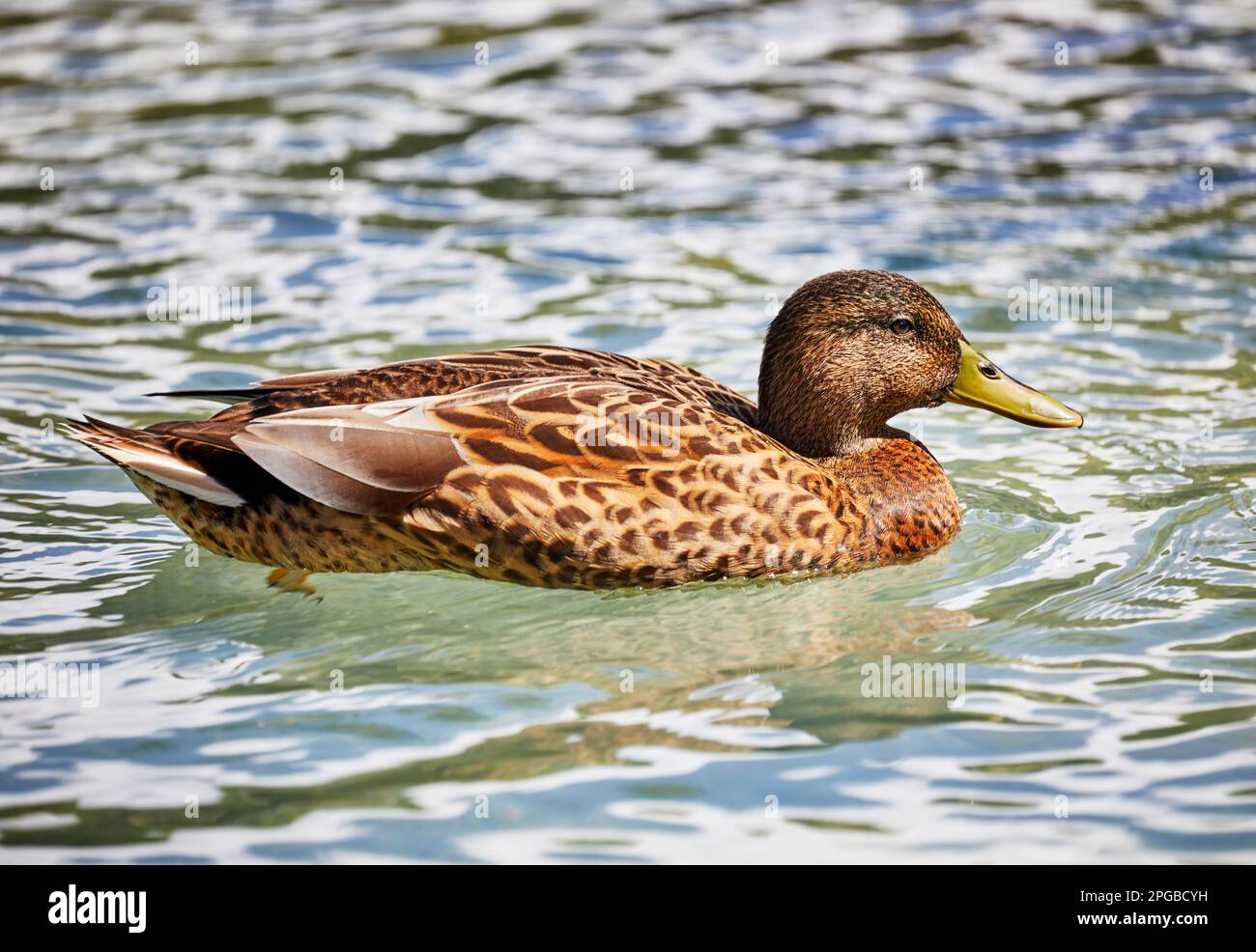 Wild Duck swimming in a Pond Stock Photo - Alamy