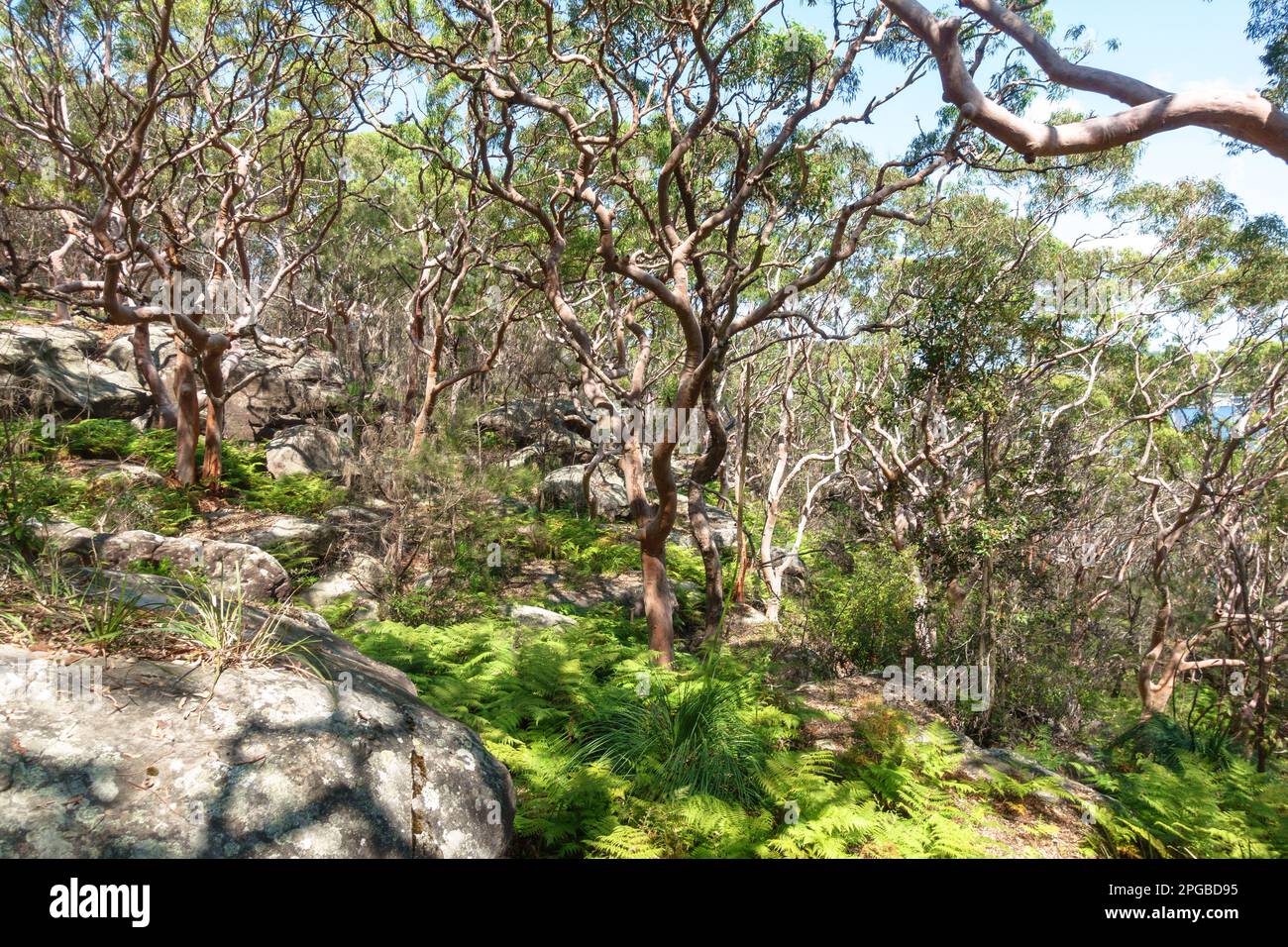Trees along the Manly to Spit Walk in Clontarf, Sydney, Australia Stock ...