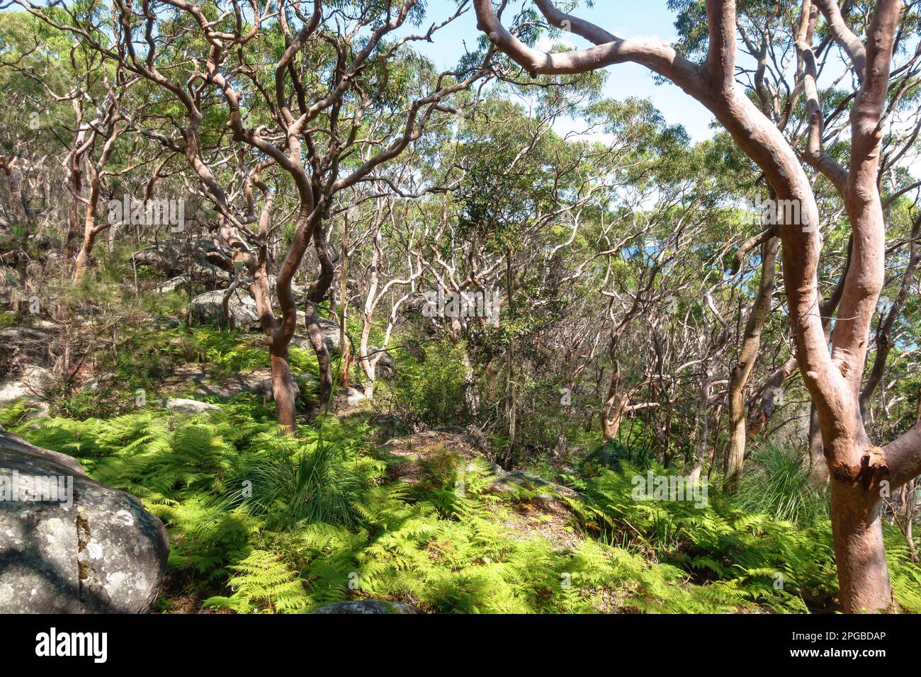 Trees along the Manly to Spit Walk in Clontarf, Sydney, Australia Stock ...