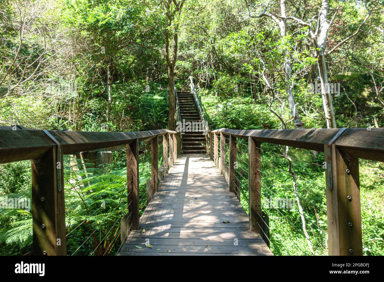 A wooden bridge on a section of the Manly to Spit Walk at Shell Cove in ...
