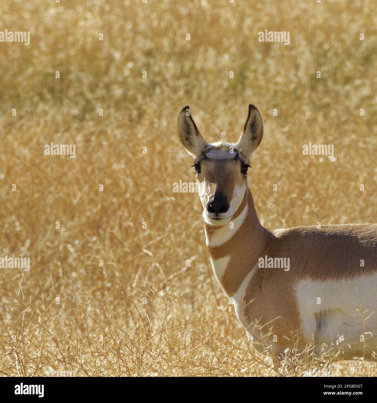 Animal expression offered in long look by female pronghorn against ...