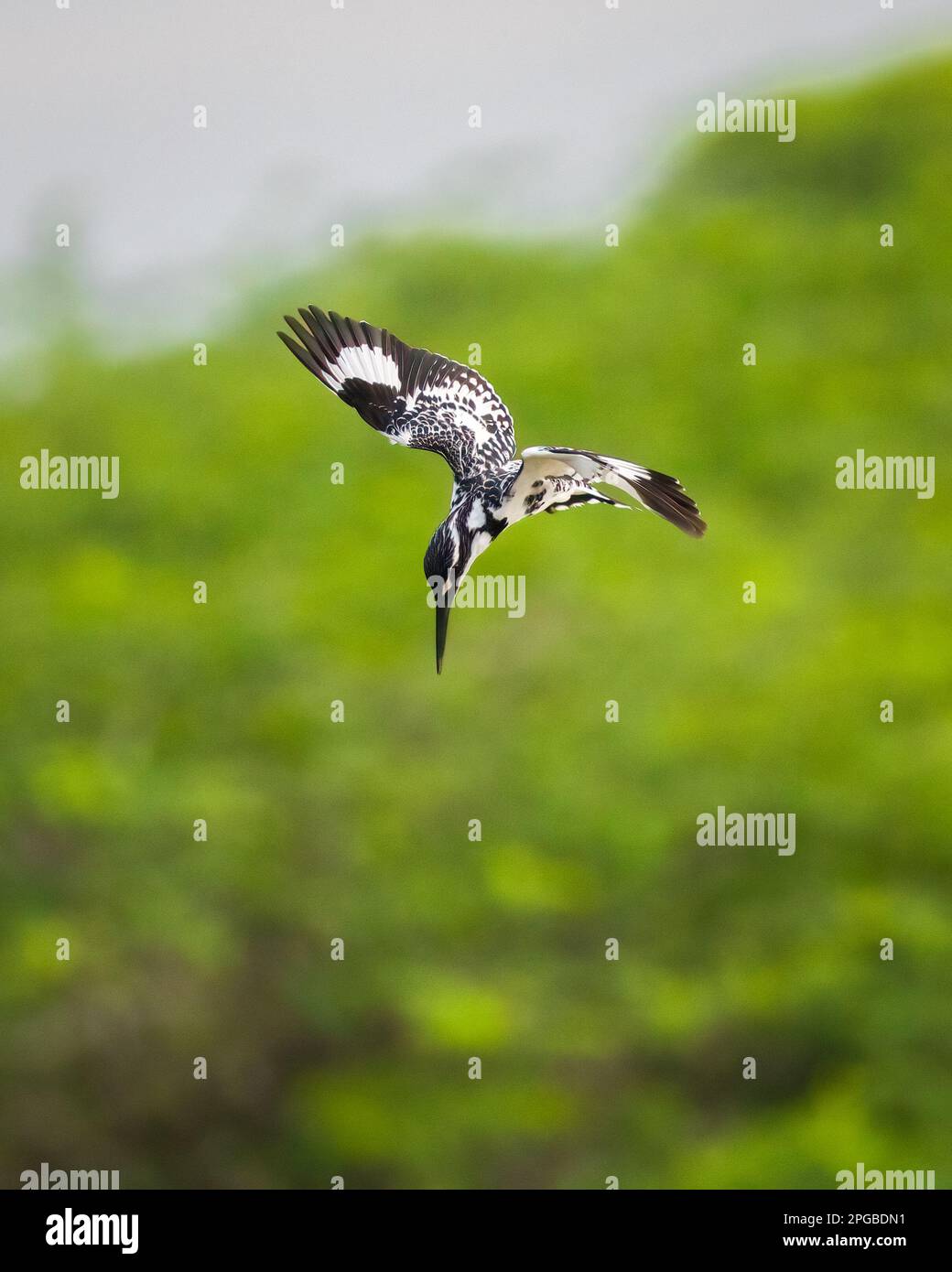 Pied Kingfisher hovering over a water stream, waiting for the right ...