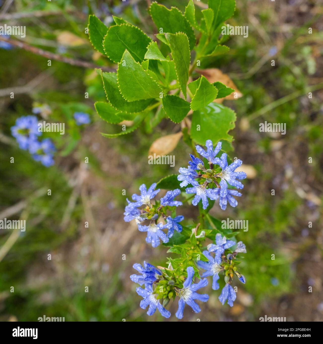 Thick-leafed fan flower (scaevola crassifolia), Bald Head Walk ...