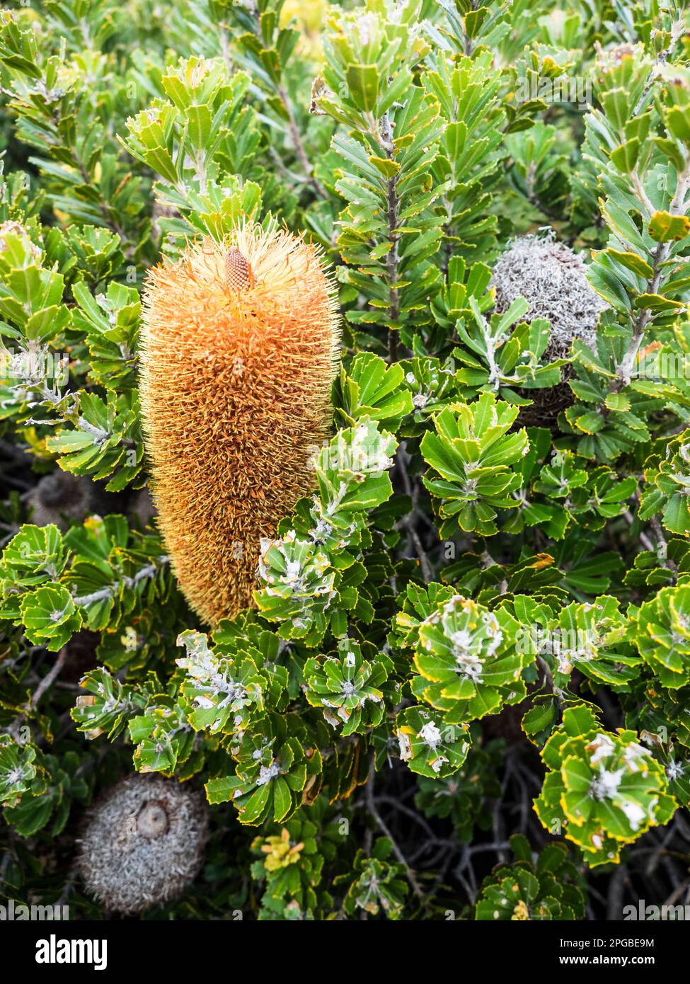 Close-up of a Cut-leaf banksia (Banksia praemorsa), Torndirrup National ...