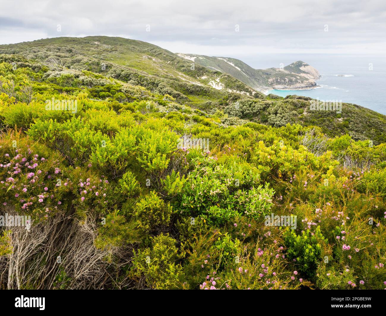 Thick coastal heath along the Bald Head walking route above the ...