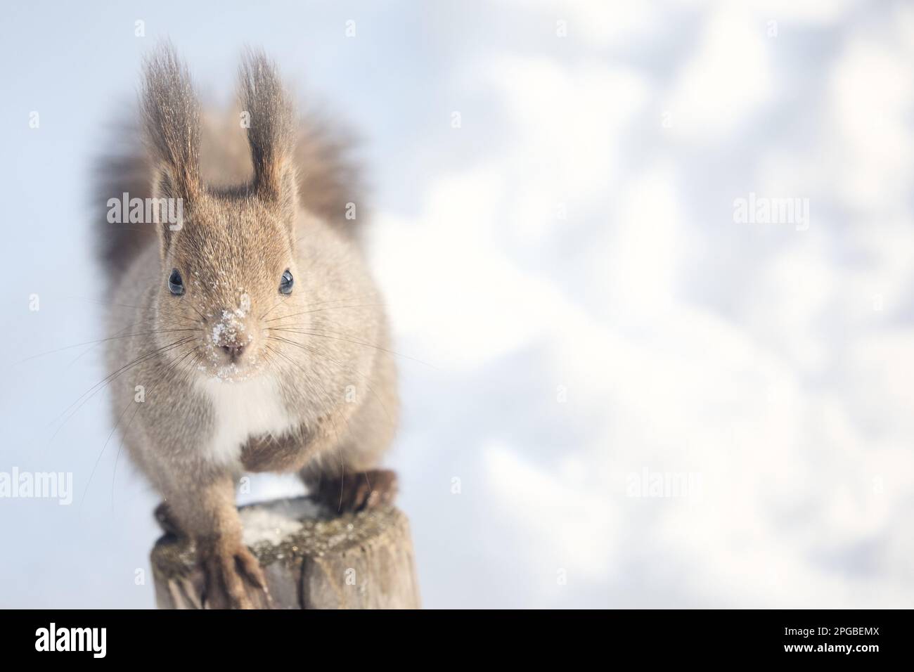 Squirrel, Front view Stock Photo - Alamy