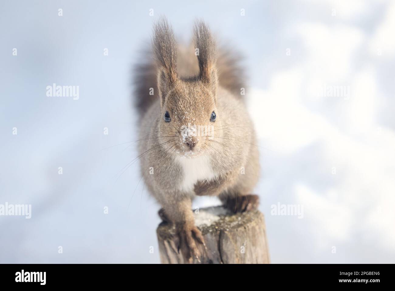 Squirrel, Front view Stock Photo - Alamy