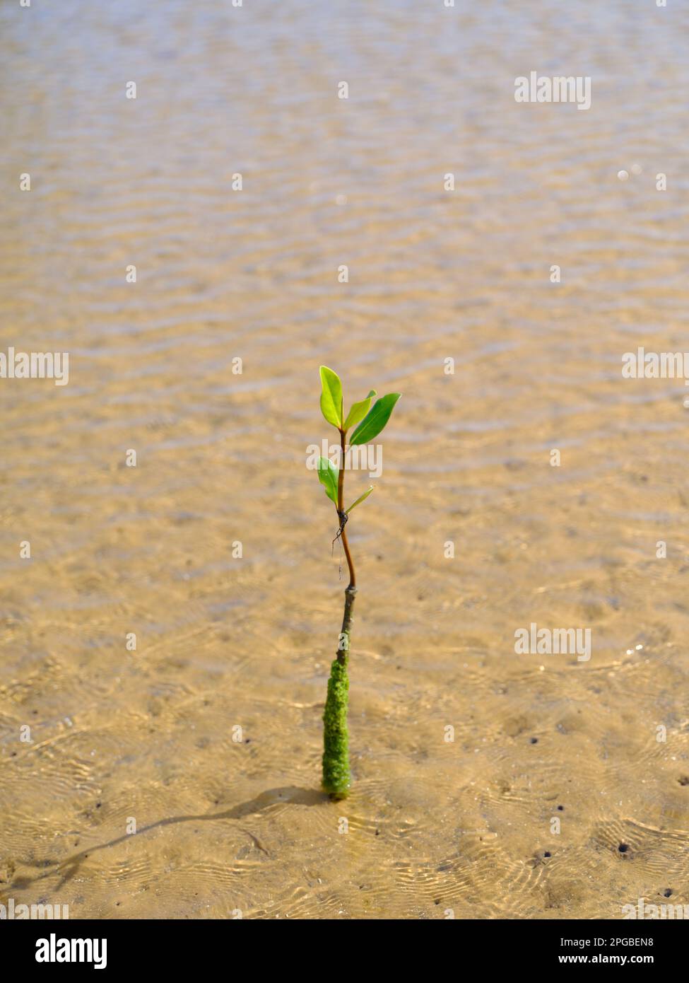 Sprout of Mangrove Stock Photo - Alamy