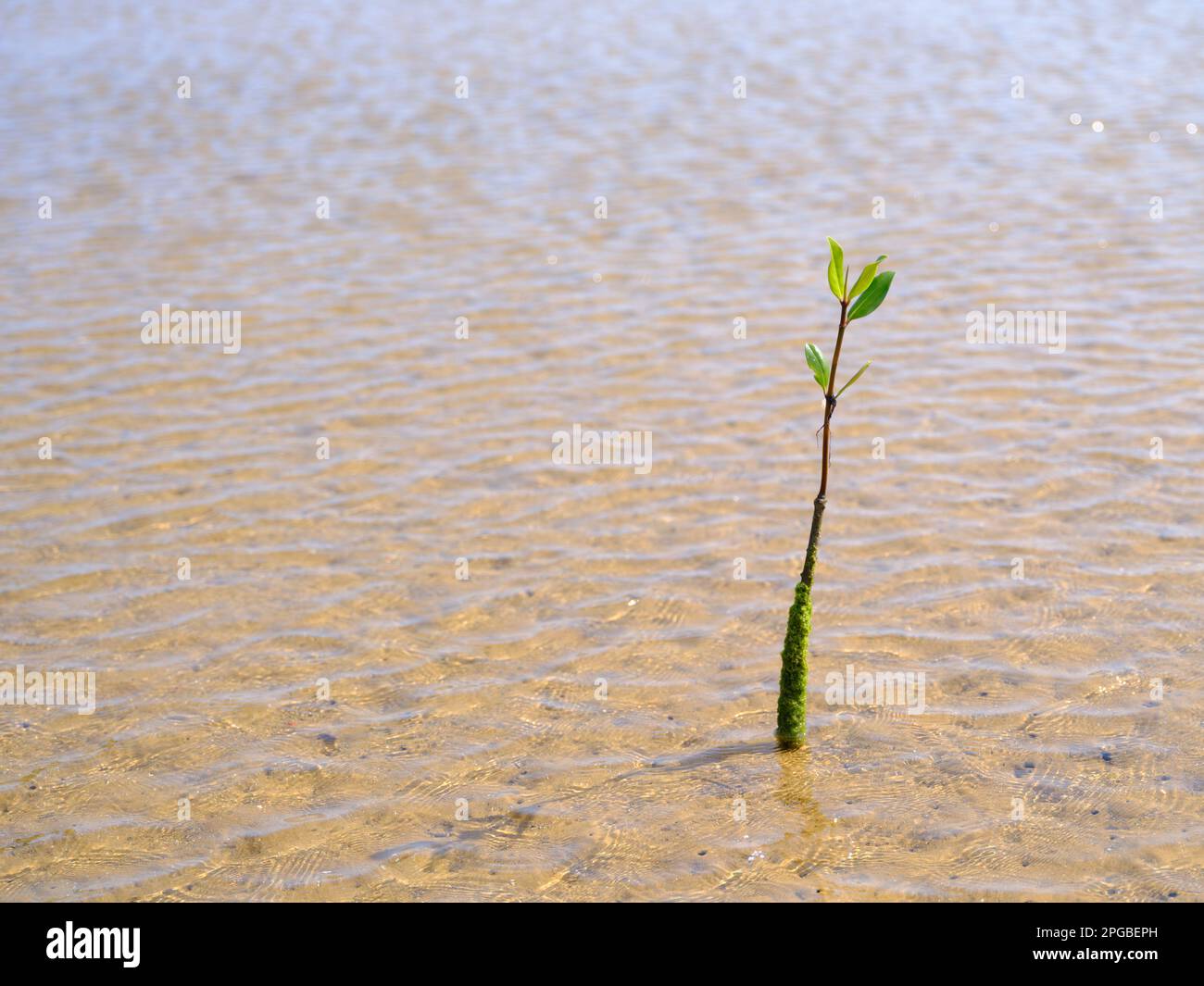 Sprout of Mangrove Stock Photo - Alamy