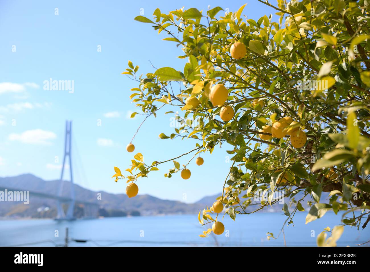 Lemon in Setouchi, Japan Stock Photo - Alamy