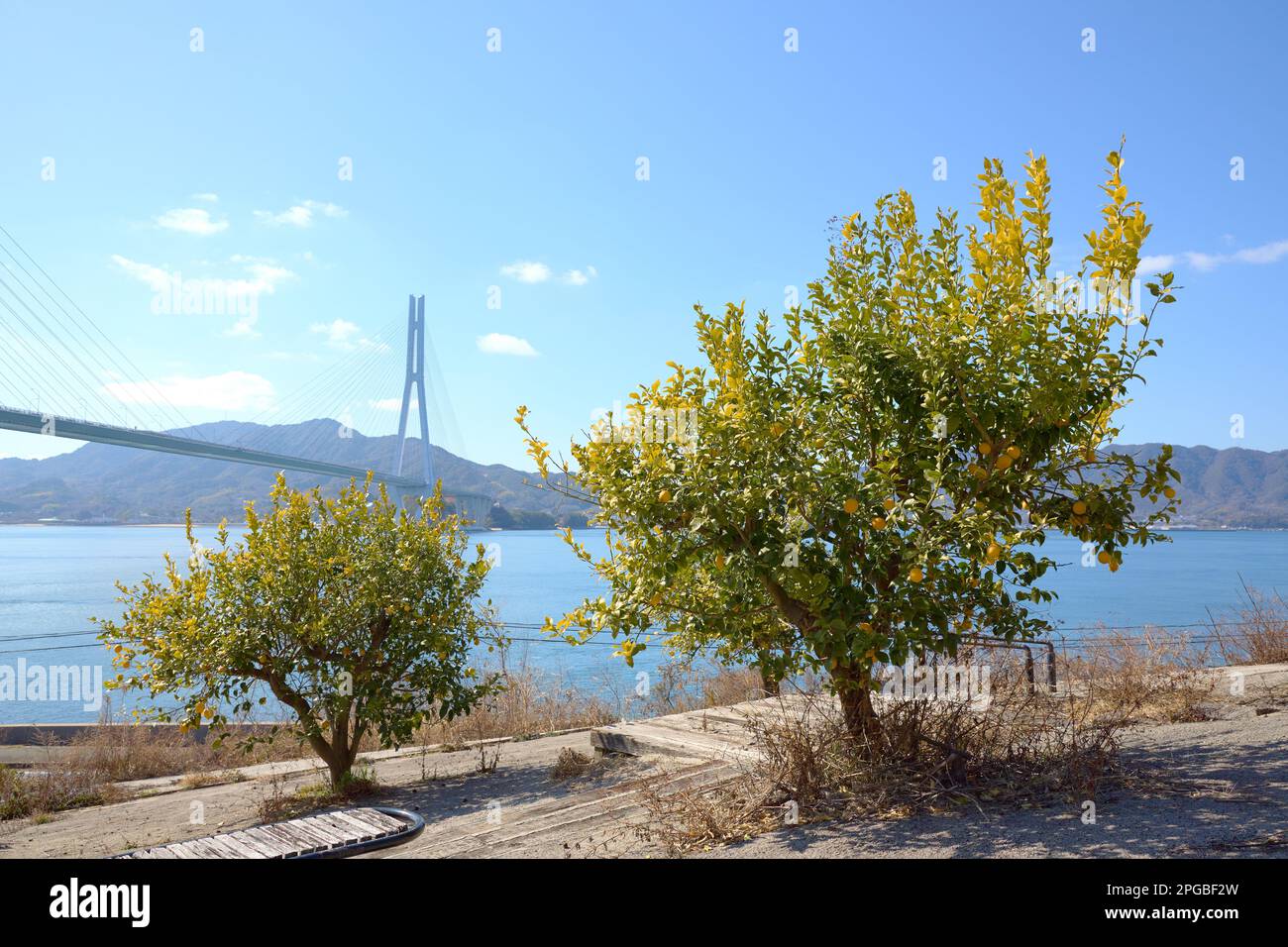 Lemon in Setouchi, Japan Stock Photo - Alamy