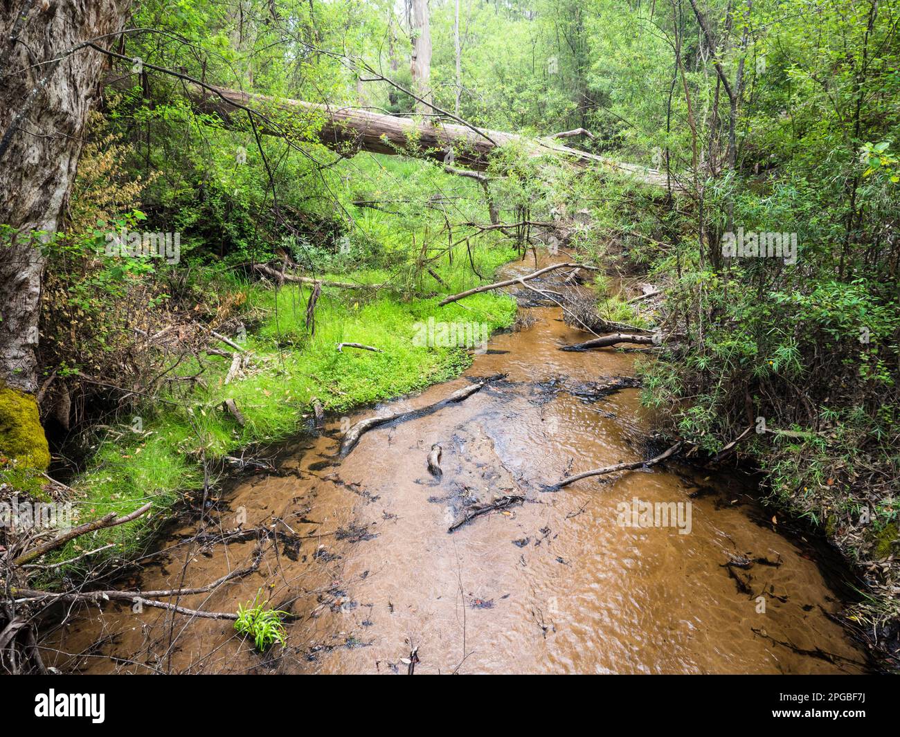 Crystal Brook, Bibbulmun Track, Nuyts Wilderness, Walpole-Nornalup ...