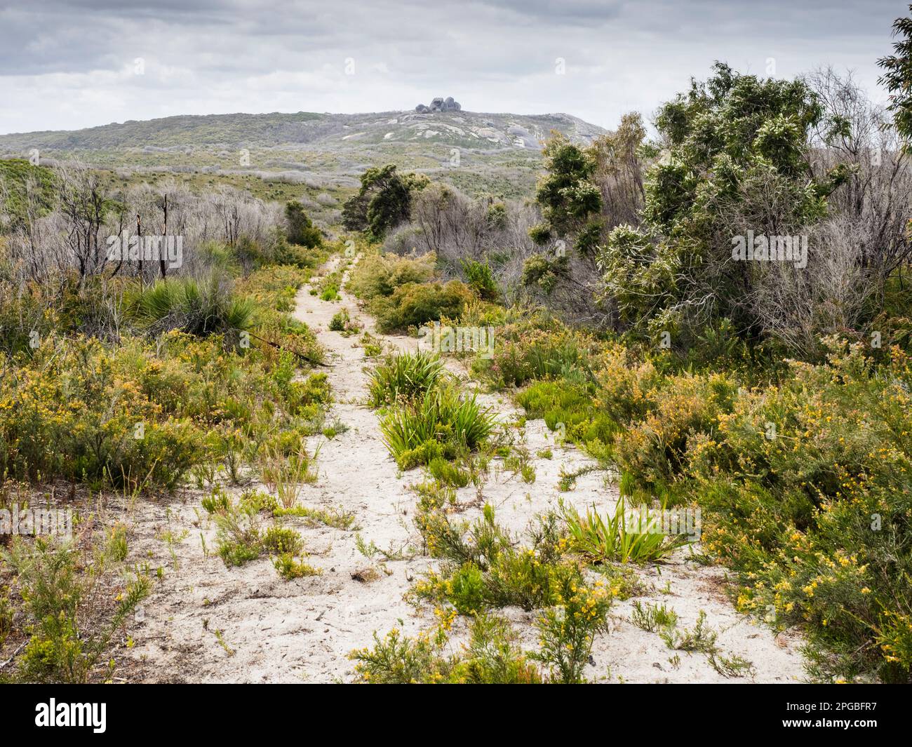 Wheel ruts leading through Nuyts Wilderness with Mount Hopkins on the ...