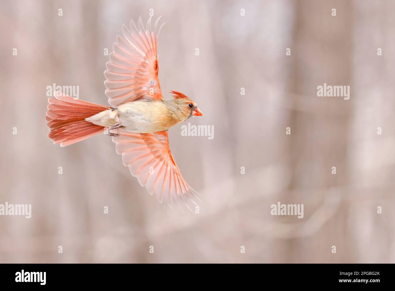 Female cardinal close up hi-res stock photography and images - Alamy