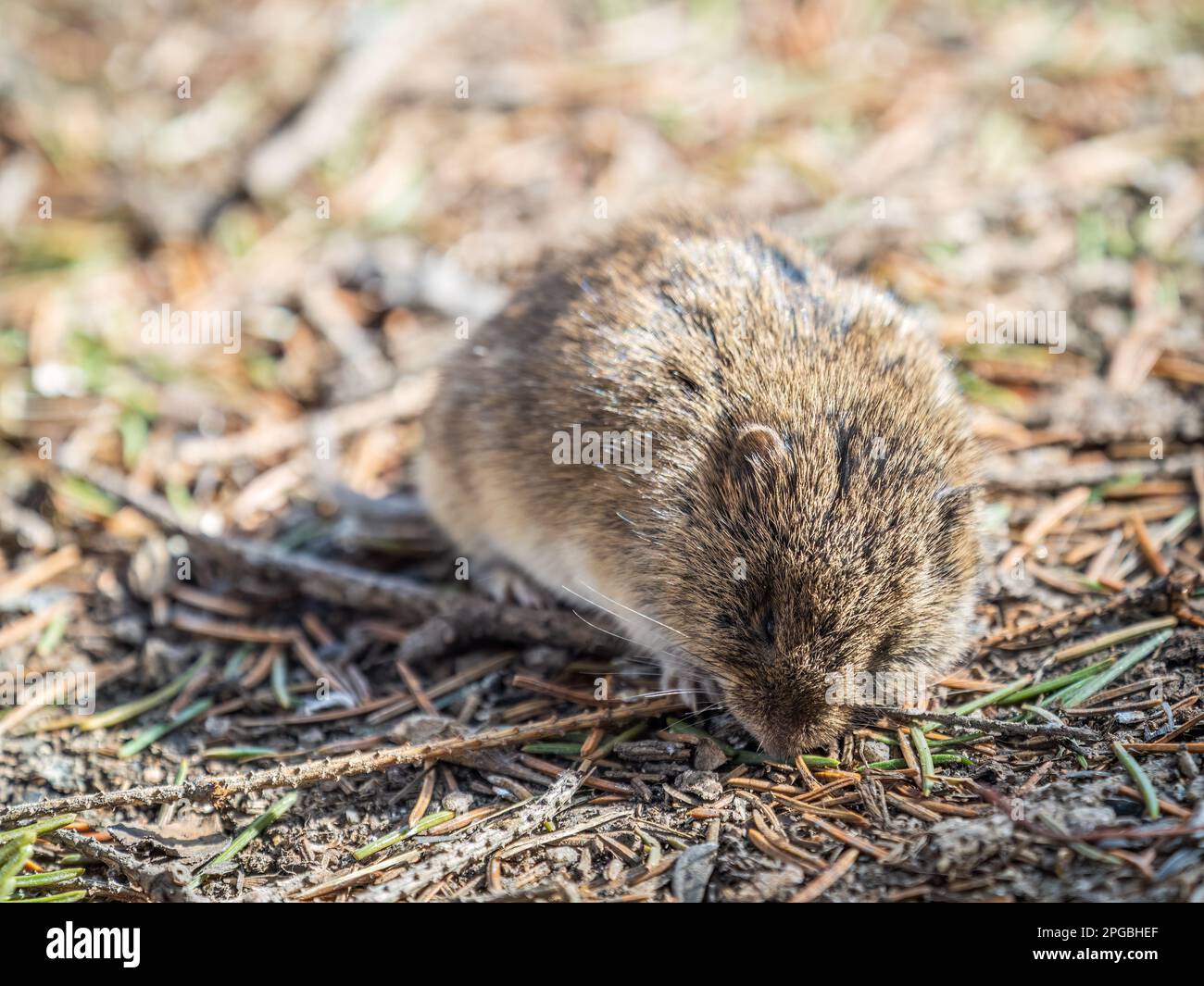 A closeup of a Common vole on the ground with a blurry background ...