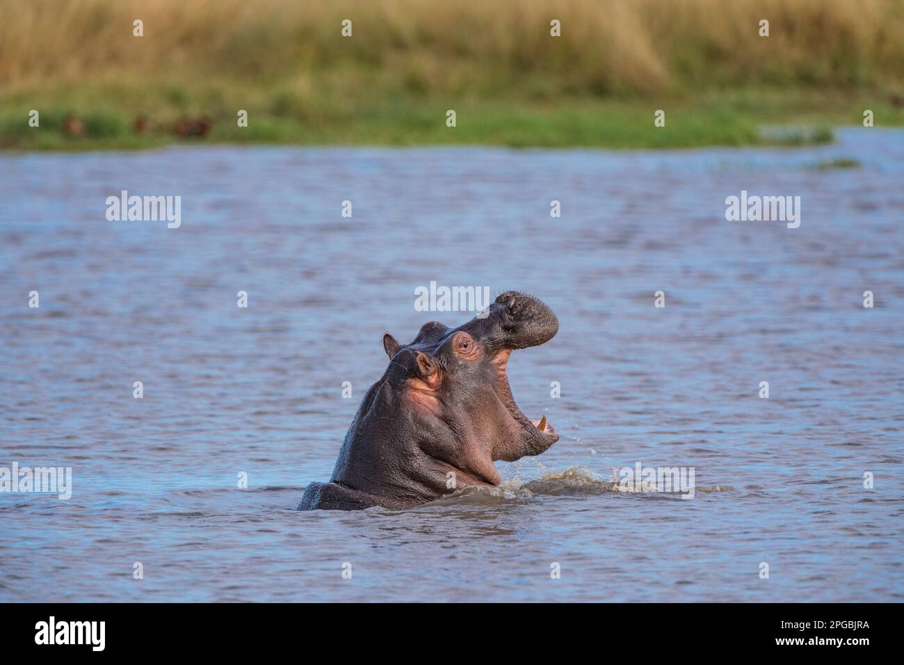 Hippo, Hippopotamus amphibius, seen fighting in Zimbabwe's Hwange National Park Stock Photo - Alamy