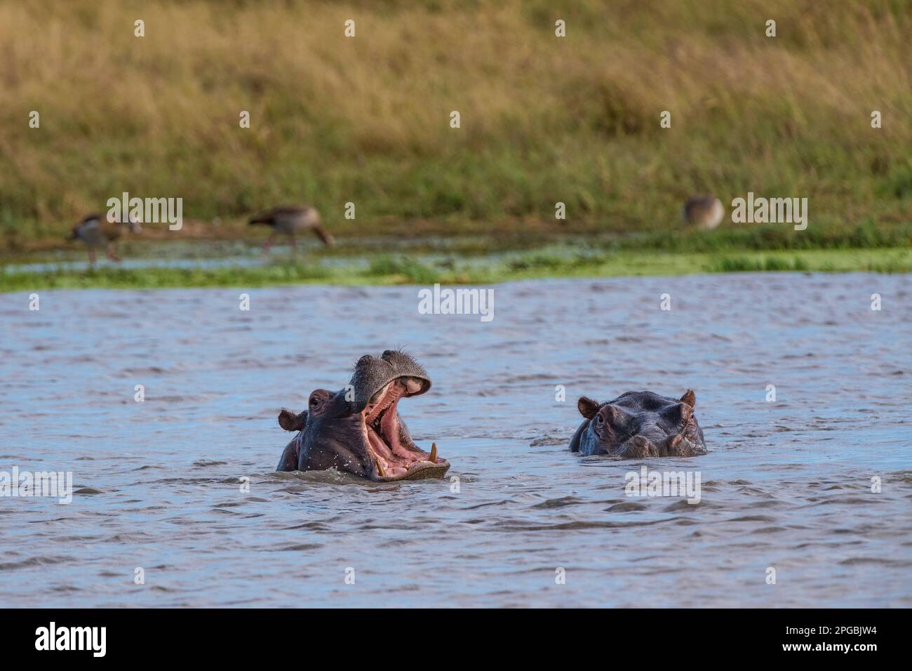 Hippo, Hippopotamus amphibius, seen fighting in Zimbabwe's Hwange National Park Stock Photo - Alamy