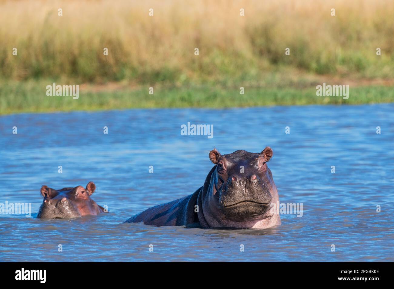Hippo, Hippopotamus amphibius, seen fighting in Zimbabwe's Hwange National Park Stock Photo - Alamy