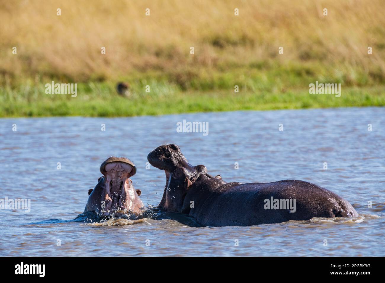 Hippo, Hippopotamus amphibius, seen fighting in Zimbabwe's Hwange National Park Stock Photo - Alamy