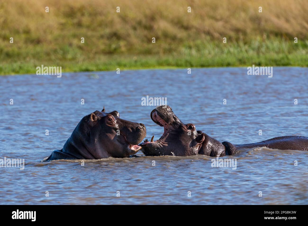 Hippo, Hippopotamus amphibius, seen fighting in Zimbabwe's Hwange National Park Stock Photo - Alamy
