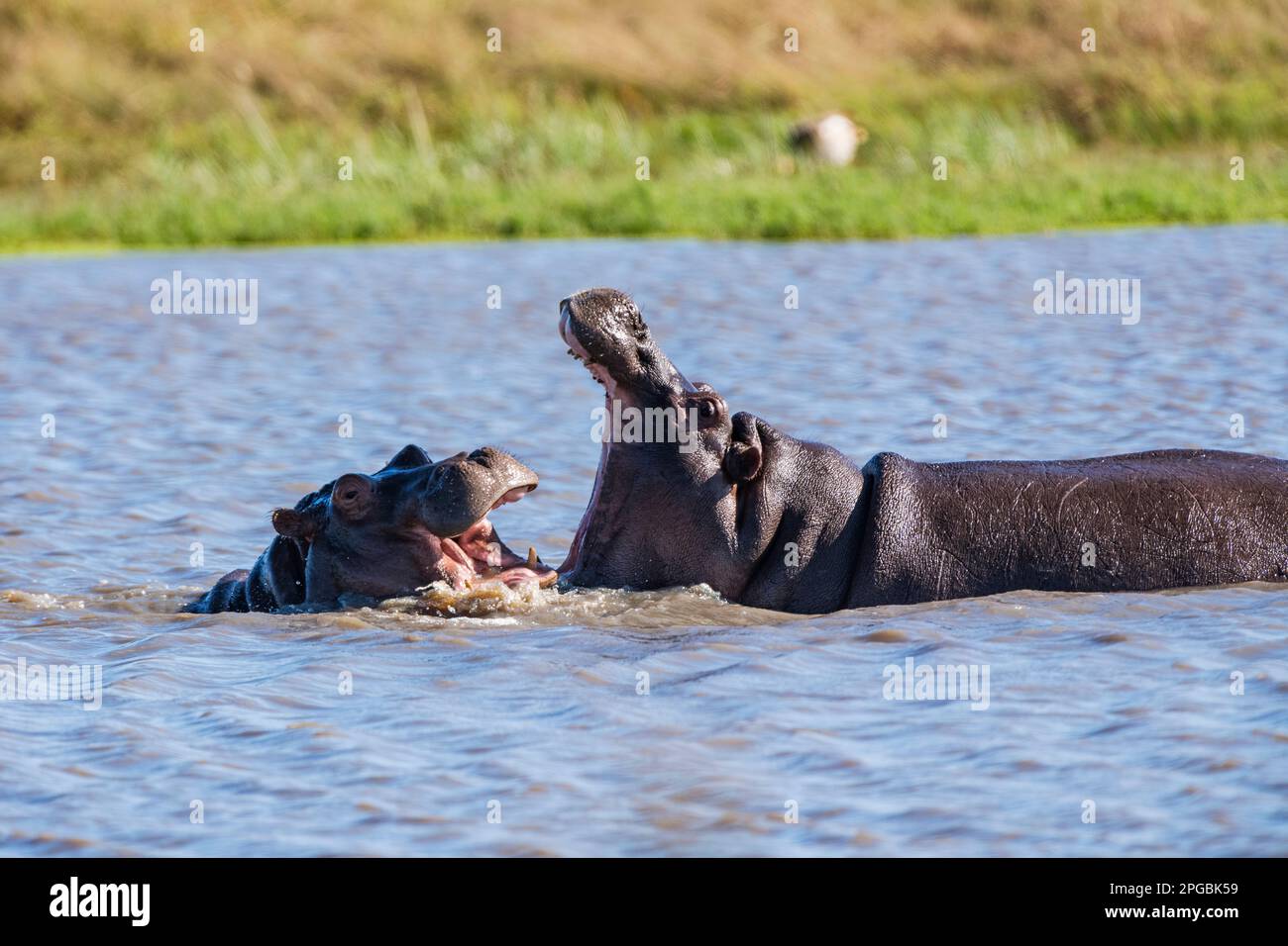 Hippo, Hippopotamus amphibius, seen fighting in Zimbabwe's Hwange National Park Stock Photo - Alamy