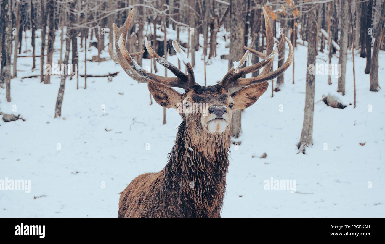 Michigan deer hi-res stock photography and images - Alamy