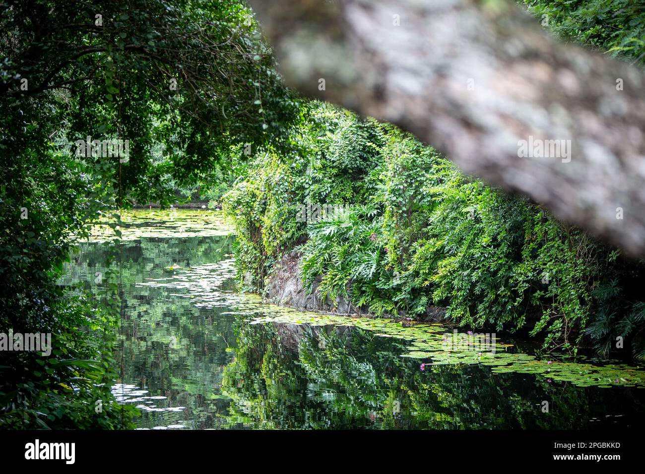 Lush Serene Still Water with vegetation Stock Photo - Alamy