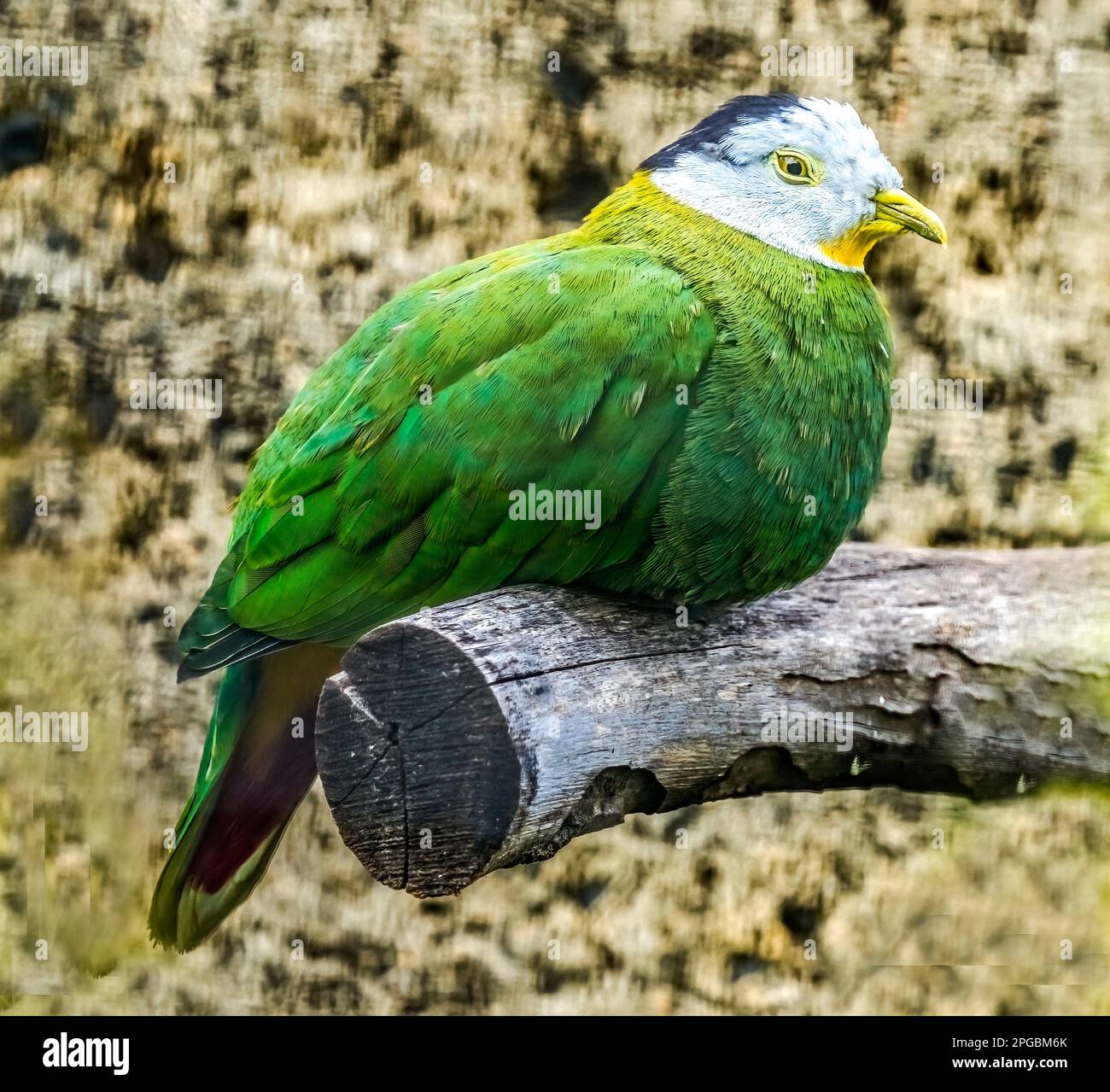 Colorful Male Black-Napped Fruit Dove Pigeon Ptilinopus Melanospilus ...