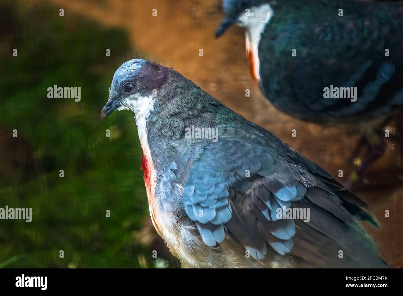 Colorful Luzon Bleeding Heart Doves Pigeons Gallicolumba luzonica ...