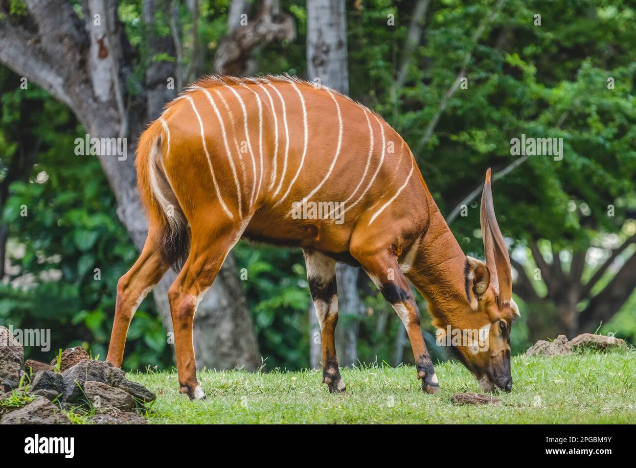 Colorful Brown White Stripes Bongo Grazing Antelope Tragelalphus ...