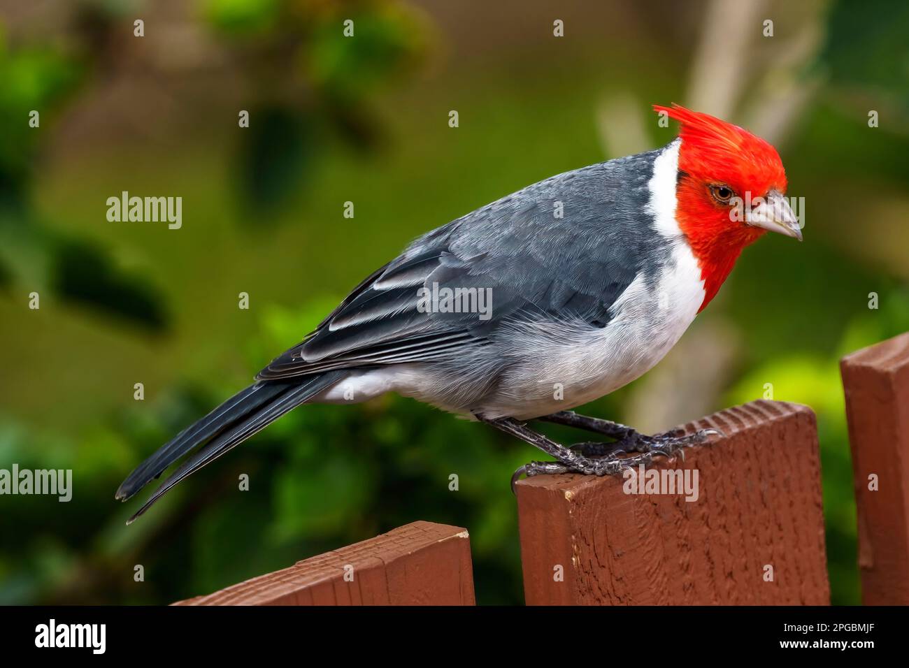 Colorful Red Crested Cardinal Brazilian Cardinal Paroaria Coronata ...