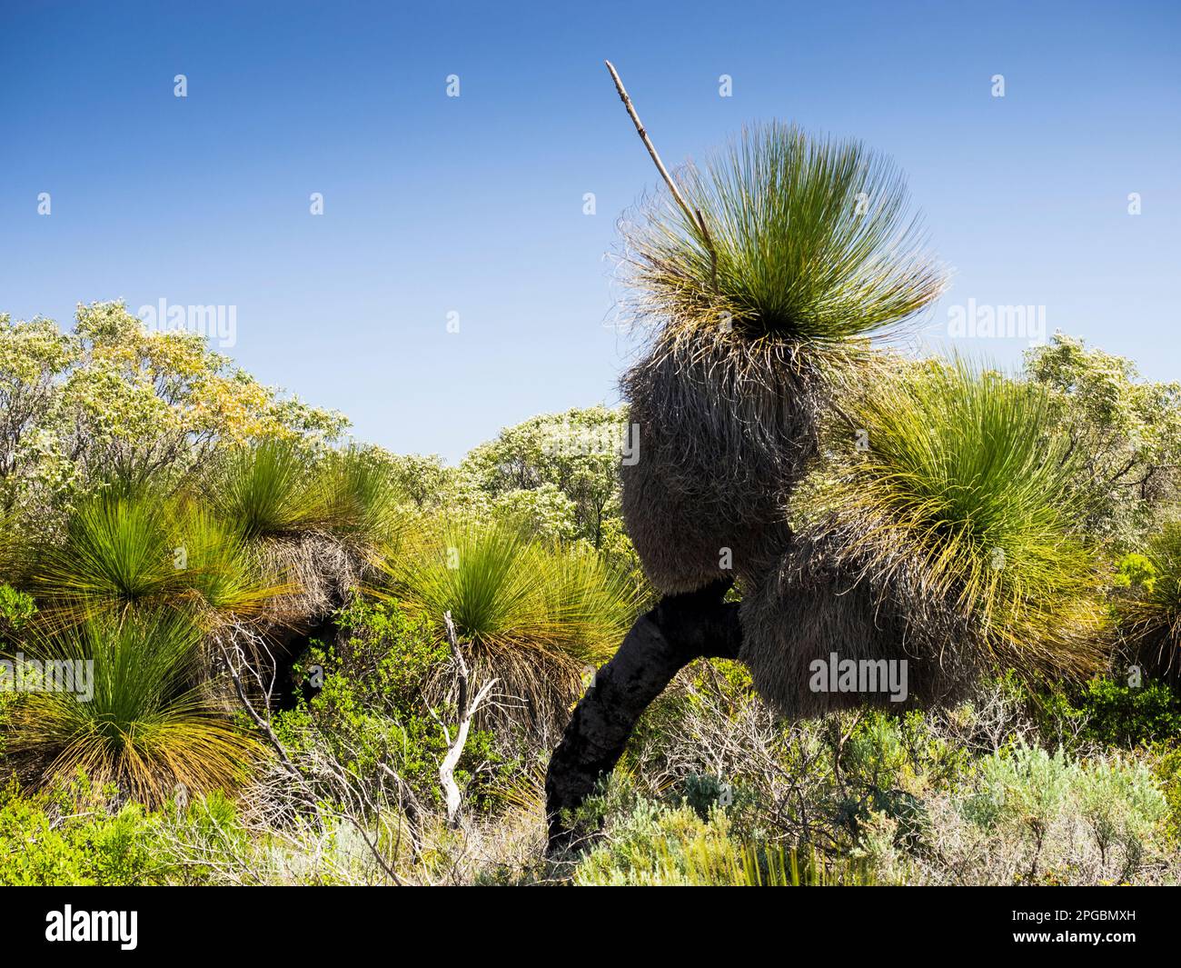 Grasstrees (Xanthorrhoea preissii) known locally as "balga". Cosy ...