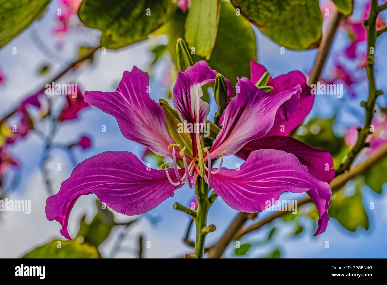 Colorful Pink Hong Kong Orchid Tree Bauhinia Blakeana Flowers Waikiki ...