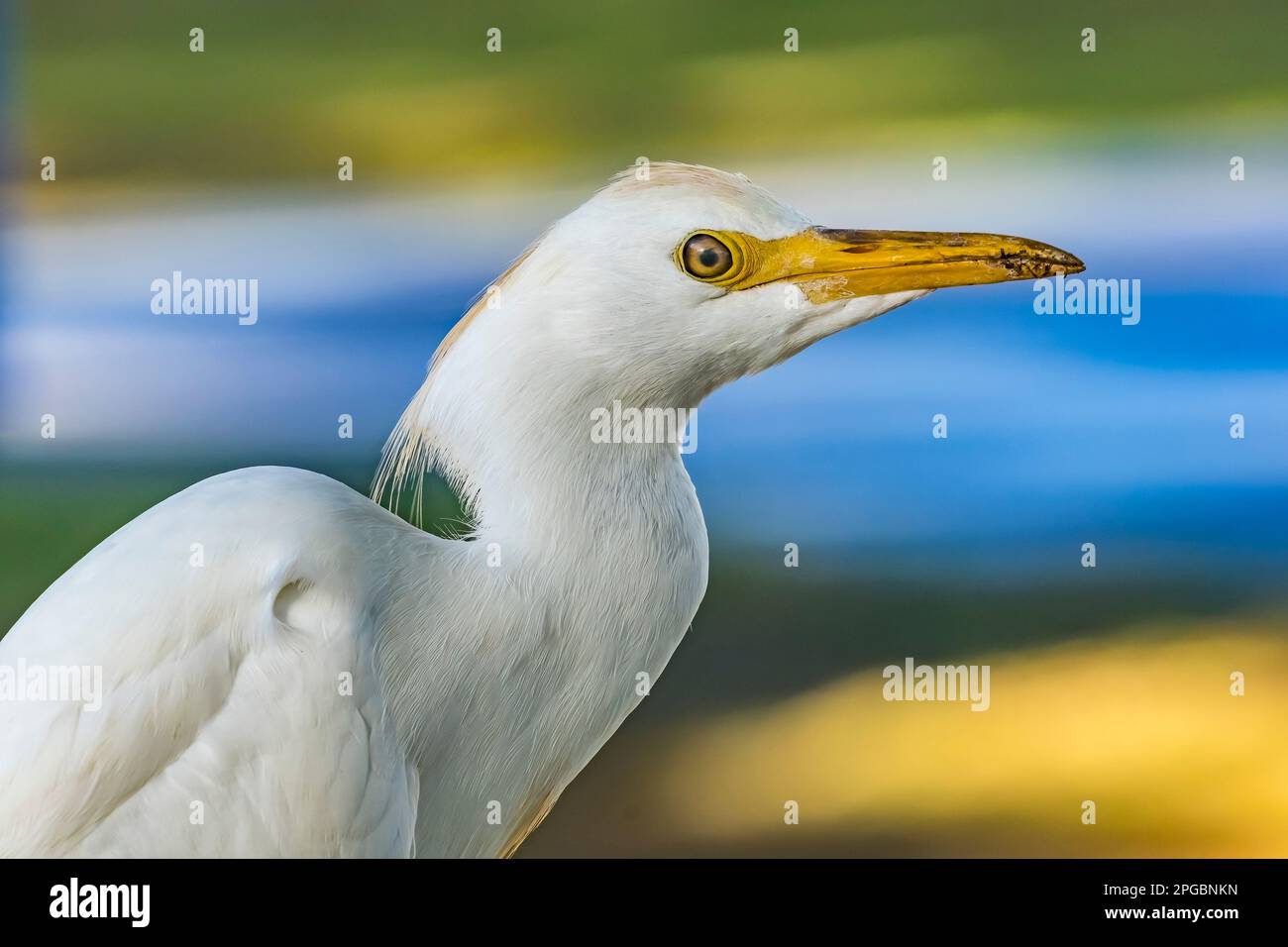 Colorful White Cattle Egret Heron Bubulcus Ibis Waikiki Honolulu Hawaii ...