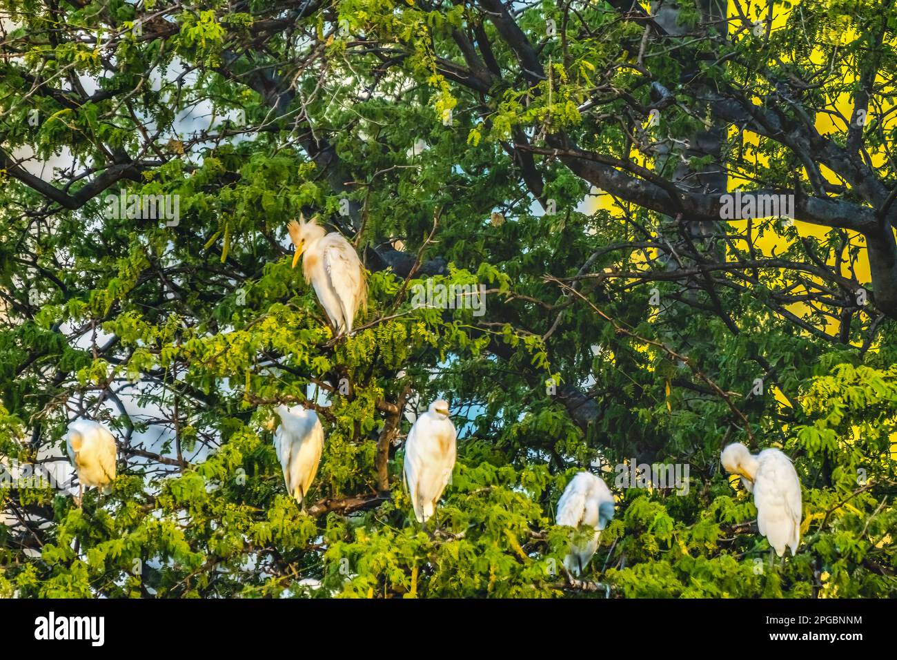 Colorful White Cattle Egrets Herons Bubulcus Ibis Nesting Colony Tree ...