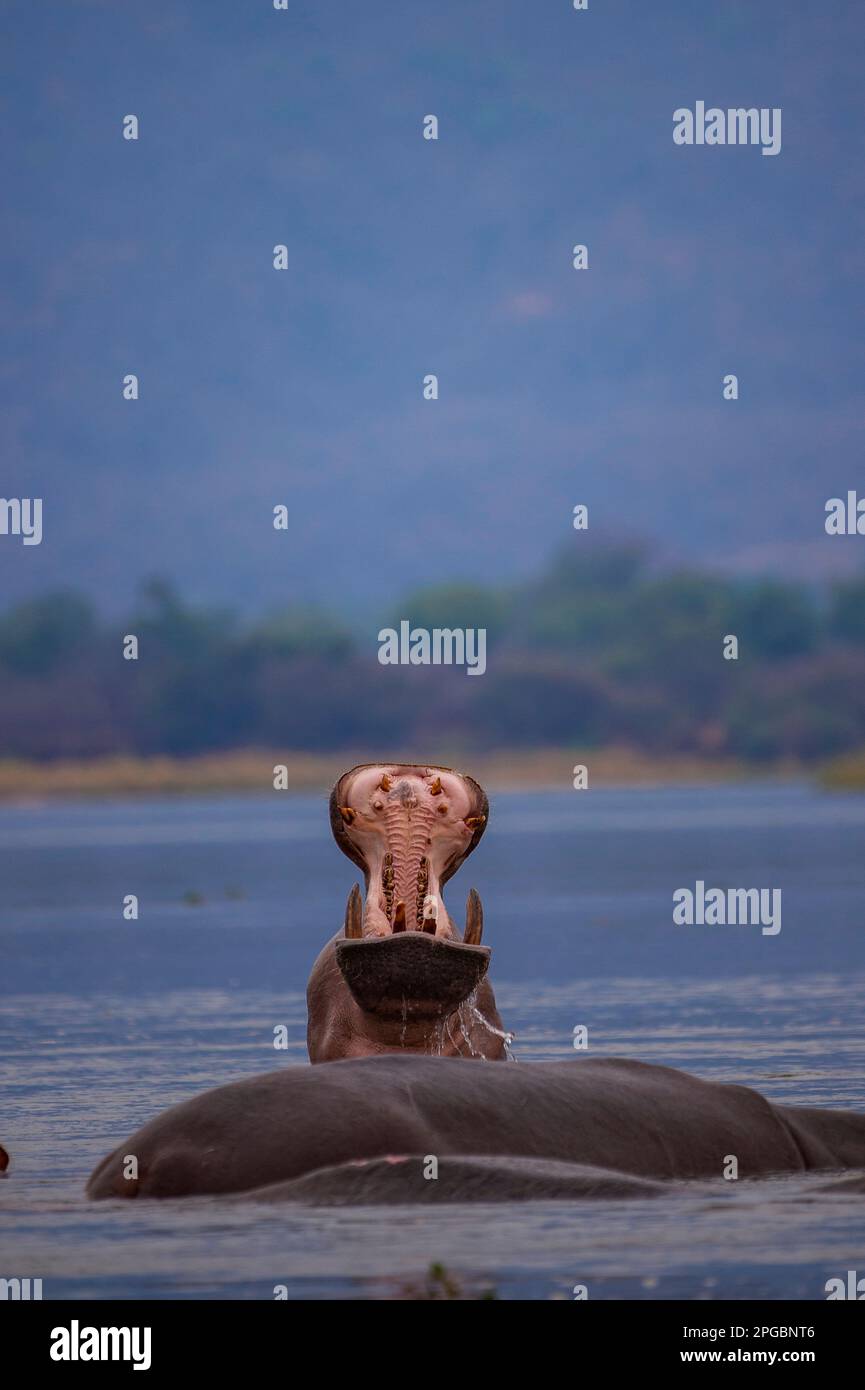 A large Hippopotamus, Hippopotamus amphibius, yawns in the Zambezi ...