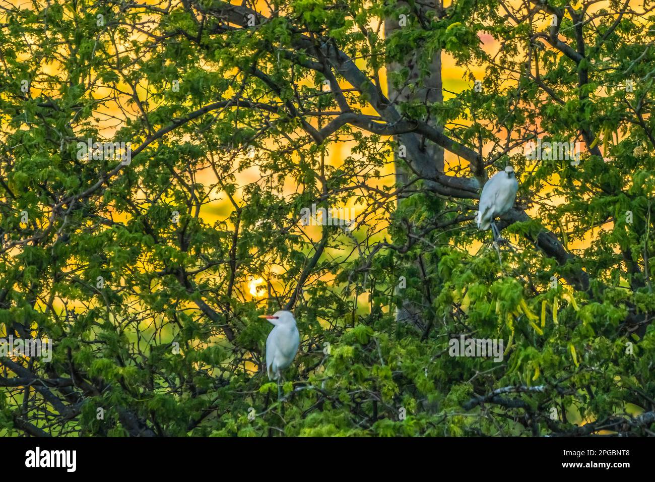 Colorful White Cattle Egrets Herons Bubulcus Ibis Nesting Colony Tree ...