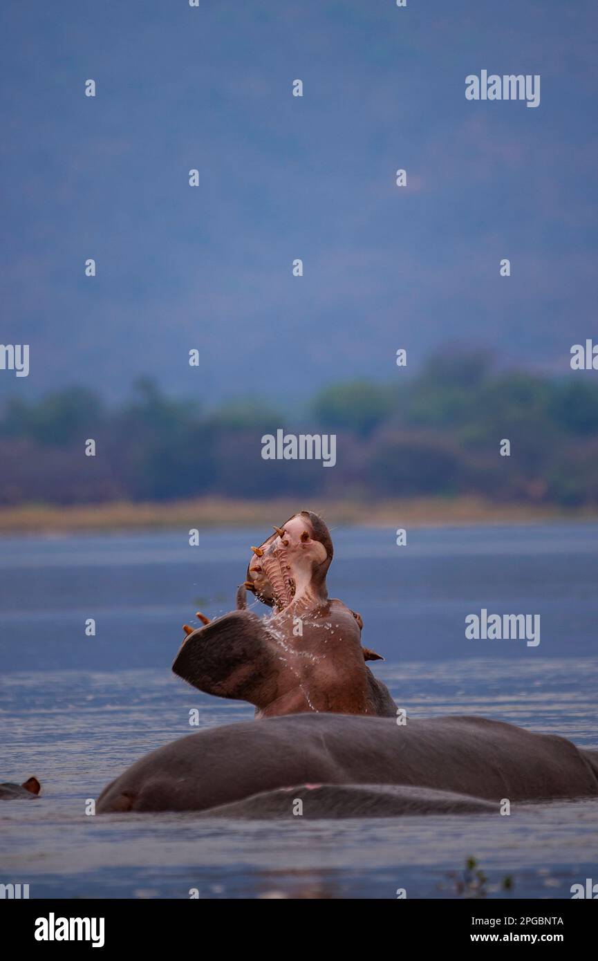 A large Hippopotamus, Hippopotamus amphibius, yawns in the Zambezi ...