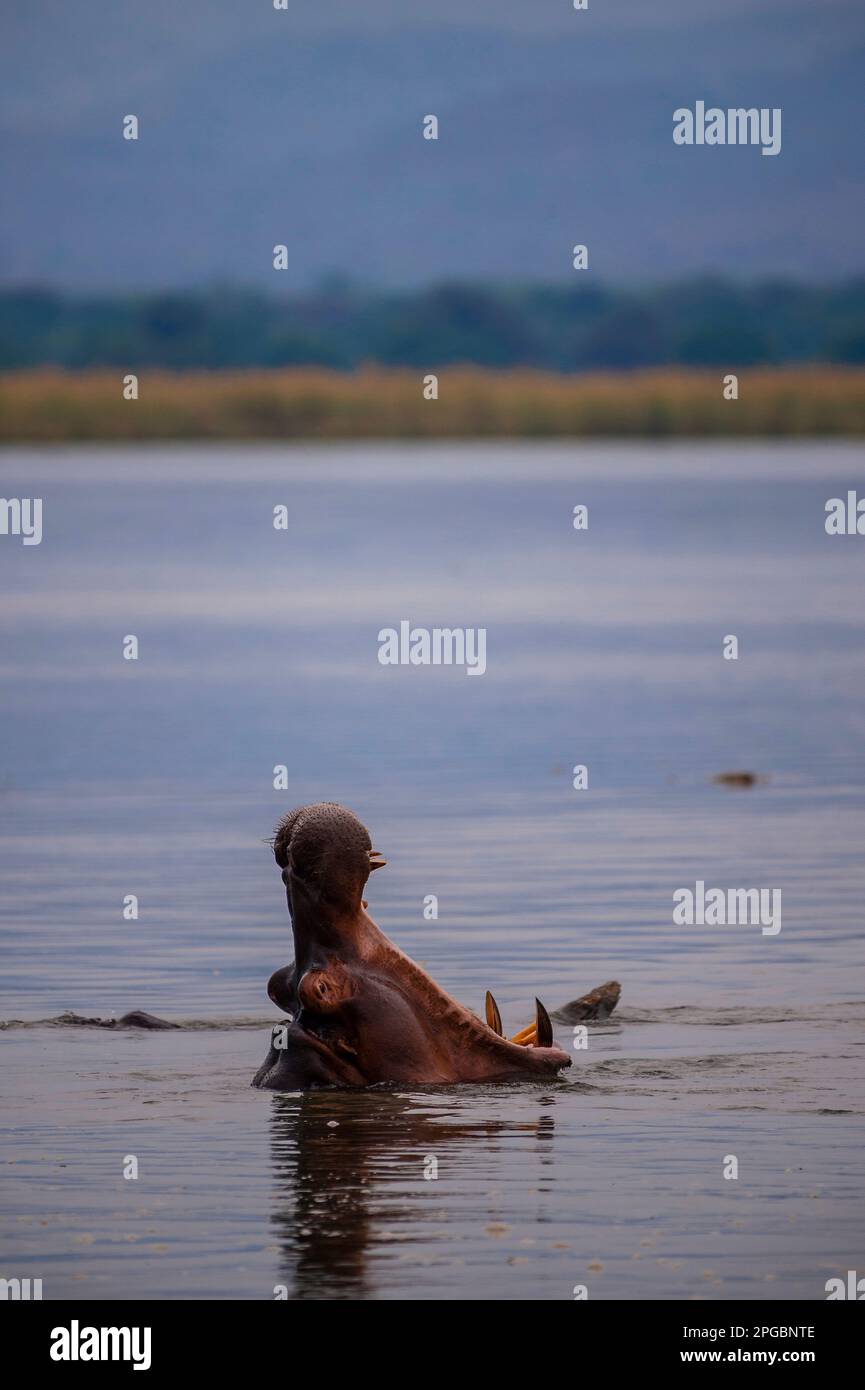 A large Hippopotamus, Hippopotamus amphibius, yawns in the Zambezi ...