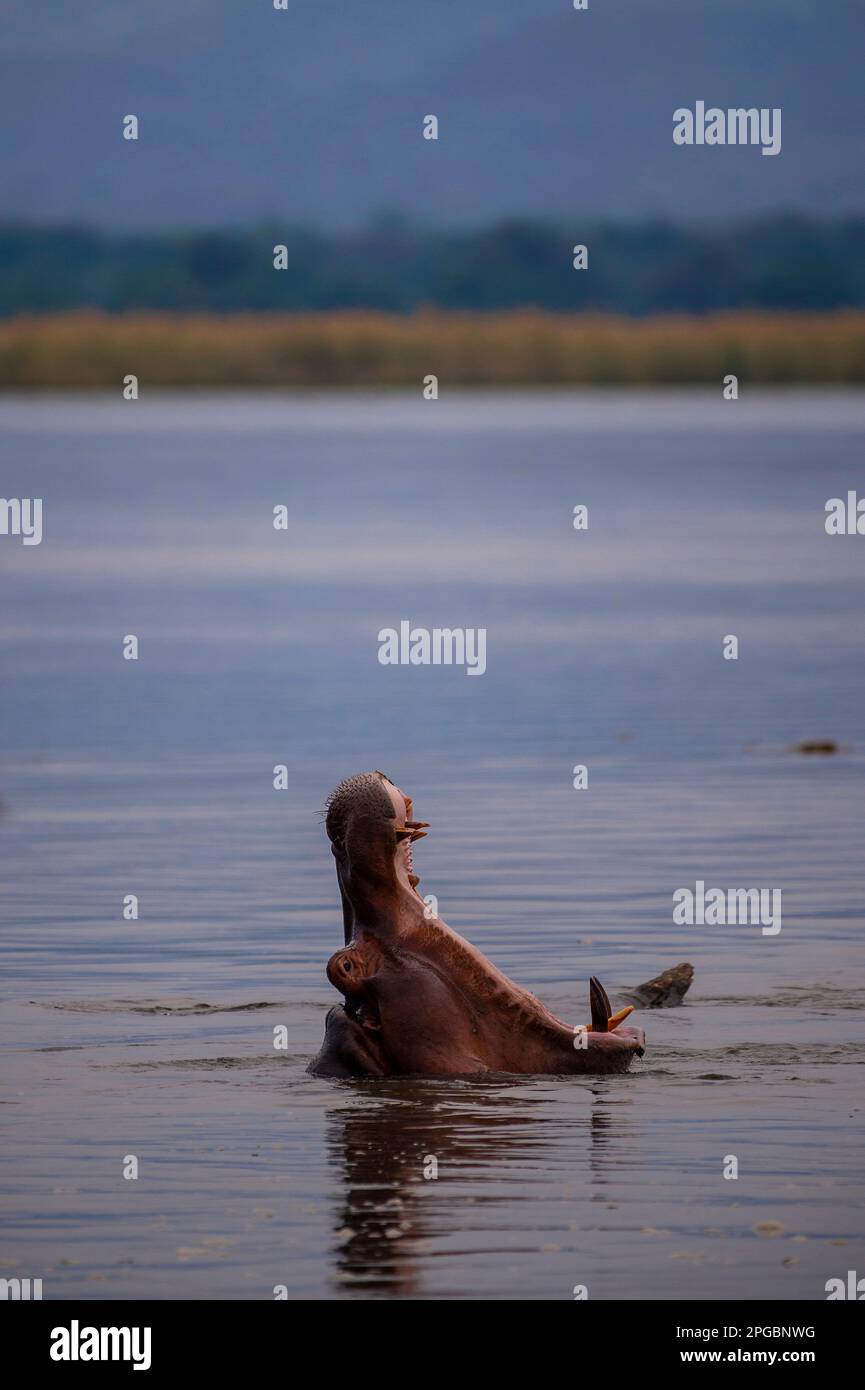 A large Hippopotamus, Hippopotamus amphibius, yawns in the Zambezi ...